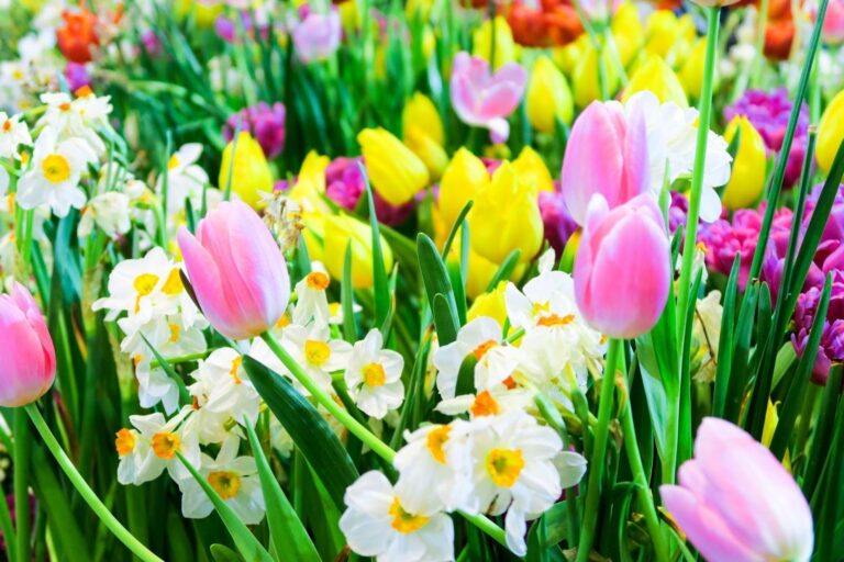 Spring Flowers: Colors, Care, and How They Transform Your Garden ...